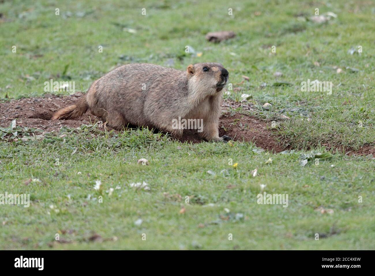 Himalayan plateau animals hi-res stock photography and images - Alamy