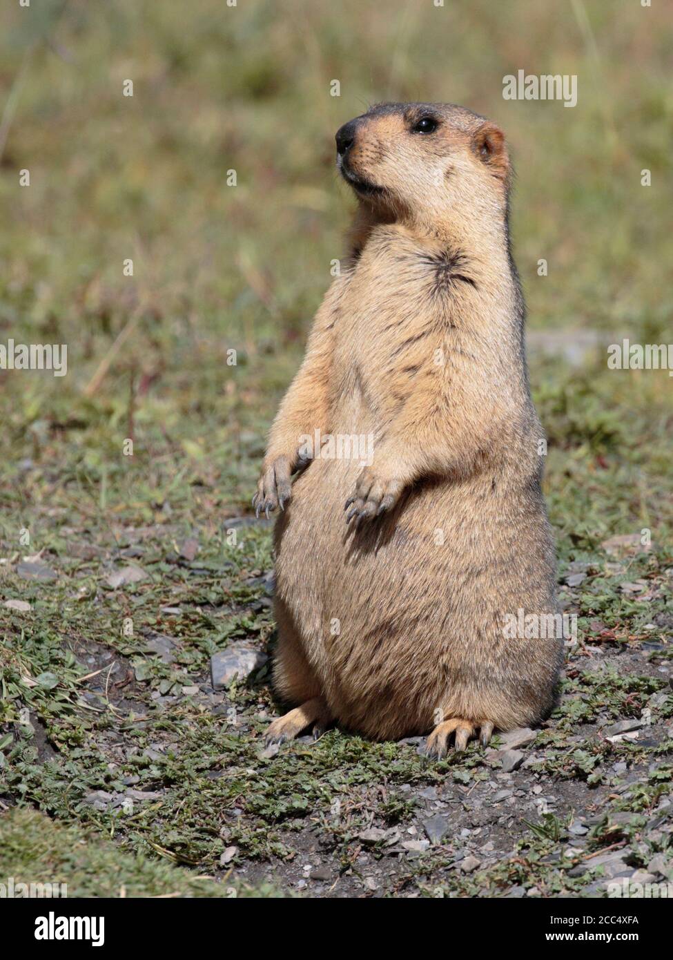 Qinghai animals hi-res stock photography and images - Alamy