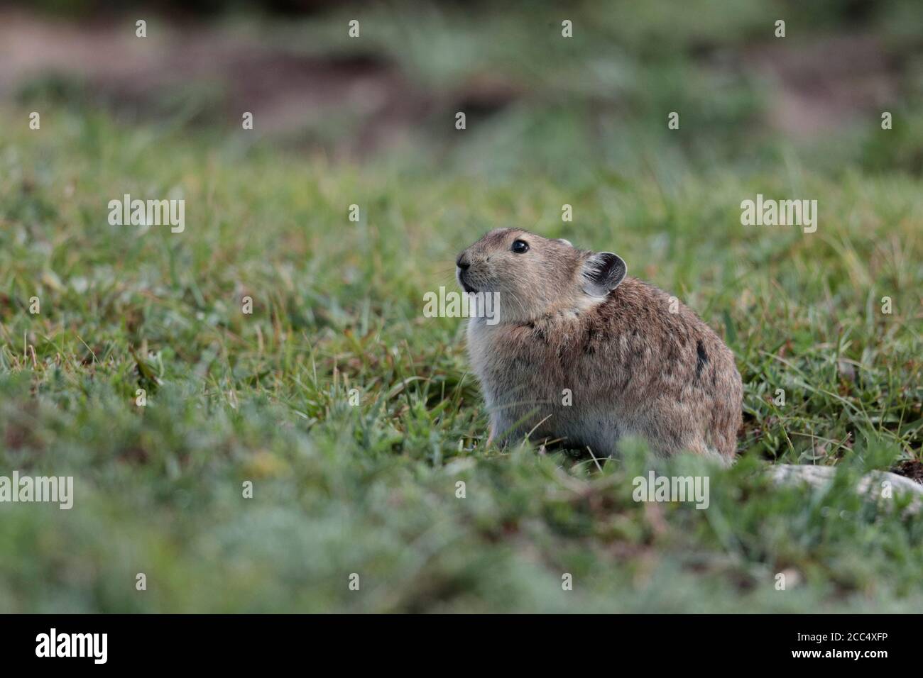 Gaoyuan shutu hi-res stock photography and images - Alamy