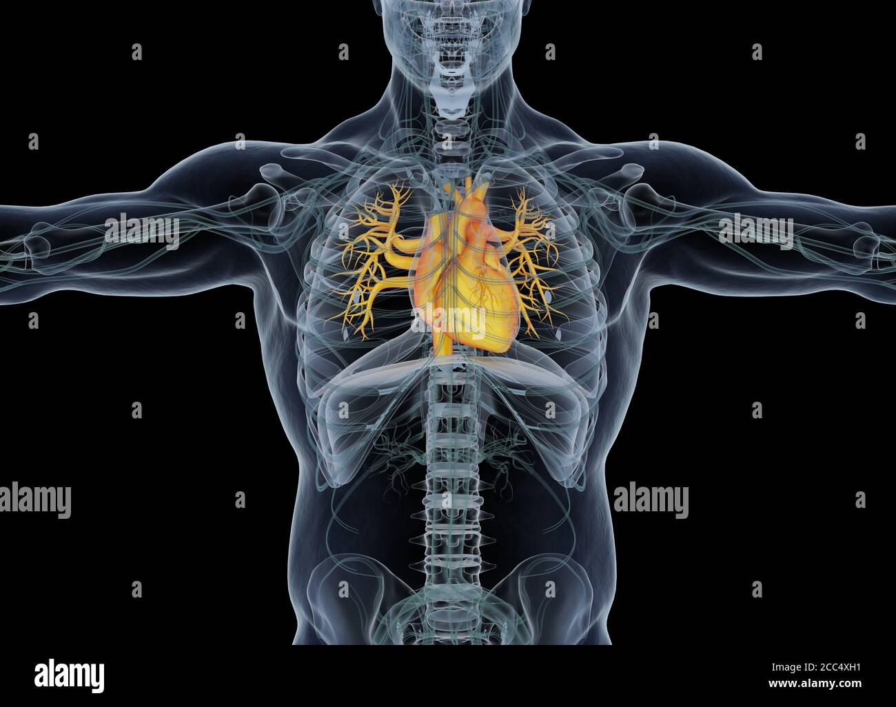 Human heart inside body. Anatomy. 3d illustration Stock Photo - Alamy
