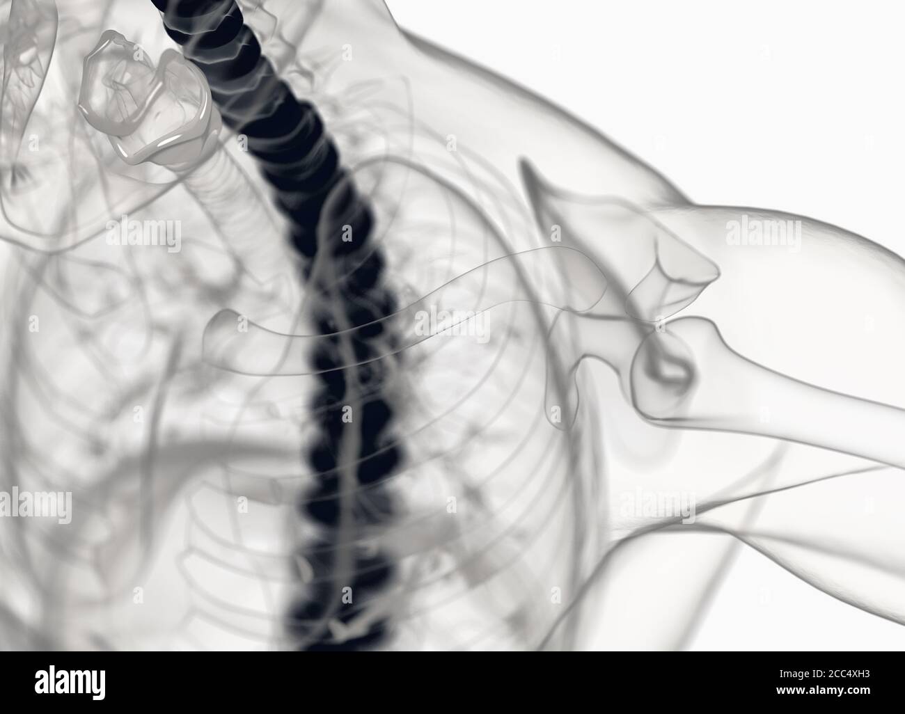 Anatomy illustration of human spine discs. 3d illustration Stock Photo ...