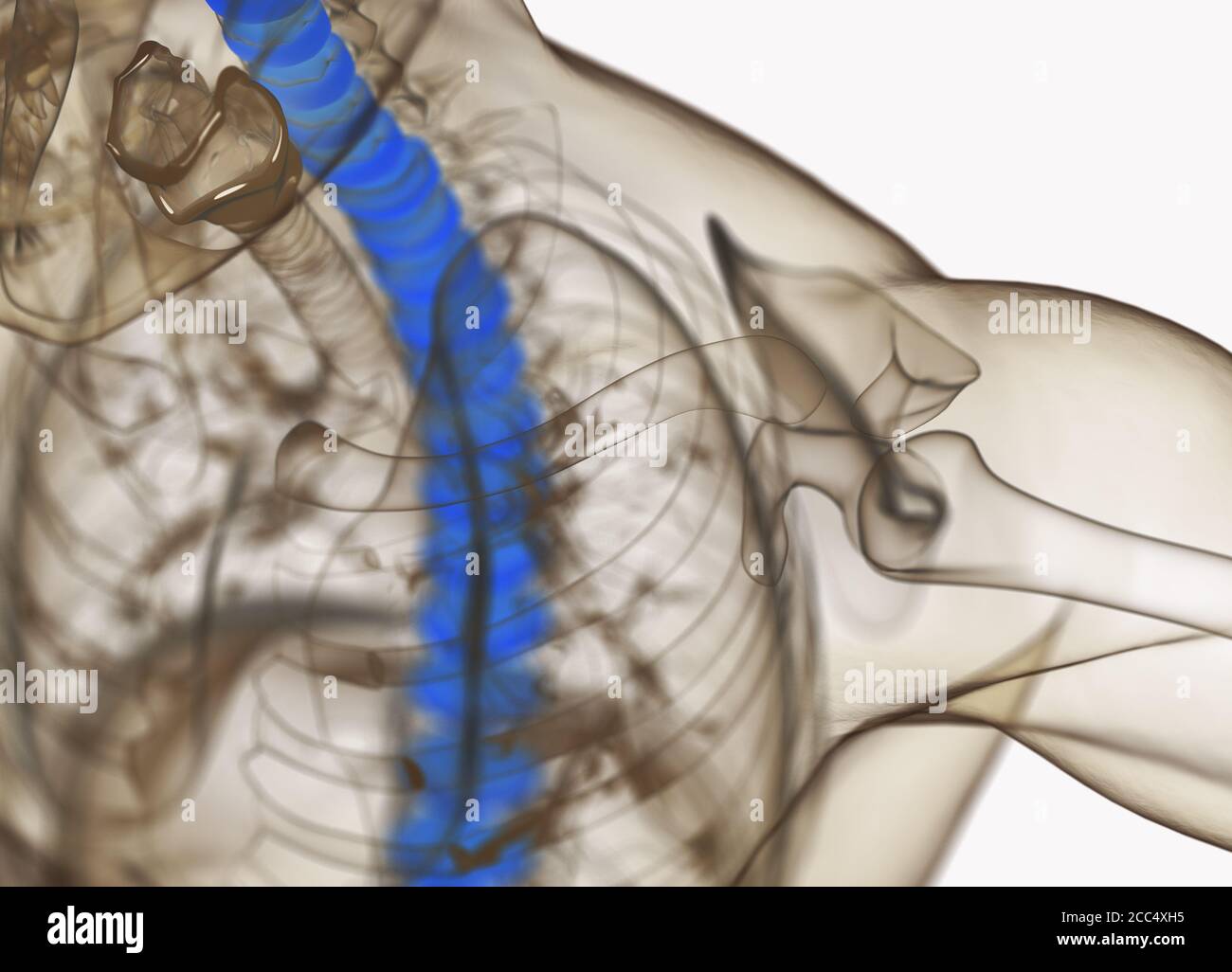 Anatomy illustration of human spine discs. 3d illustration Stock Photo ...
