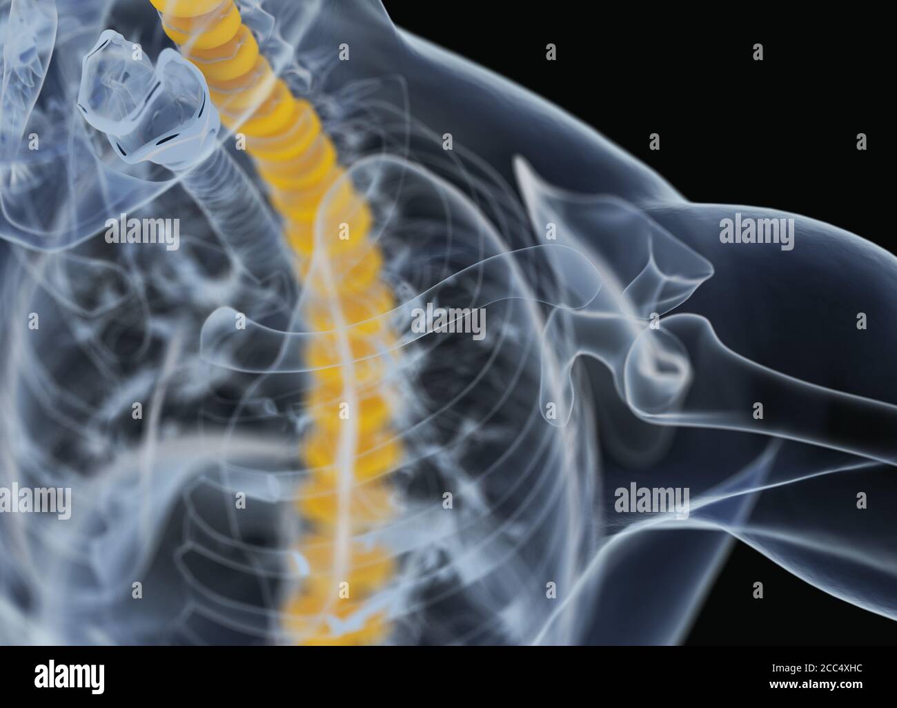 Anatomy illustration of human spine discs. 3d illustration Stock Photo ...