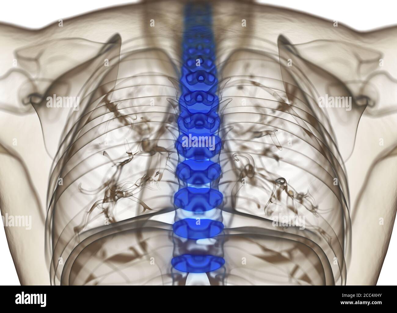 Anatomy illustration of human spine discs. 3d illustration Stock Photo ...