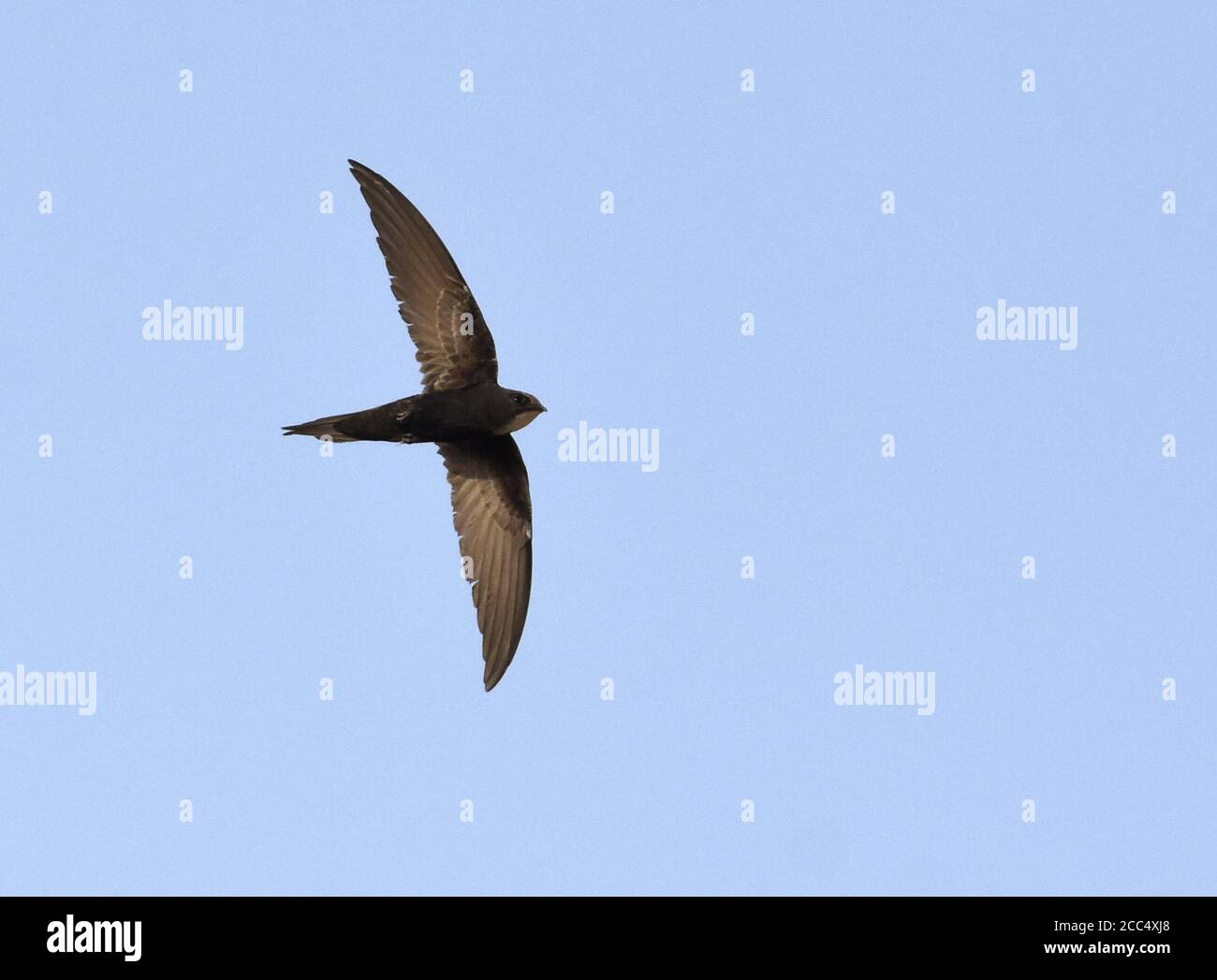 White-rumped swift (Apus caffer), in flight, Ghana Stock Photo - Alamy