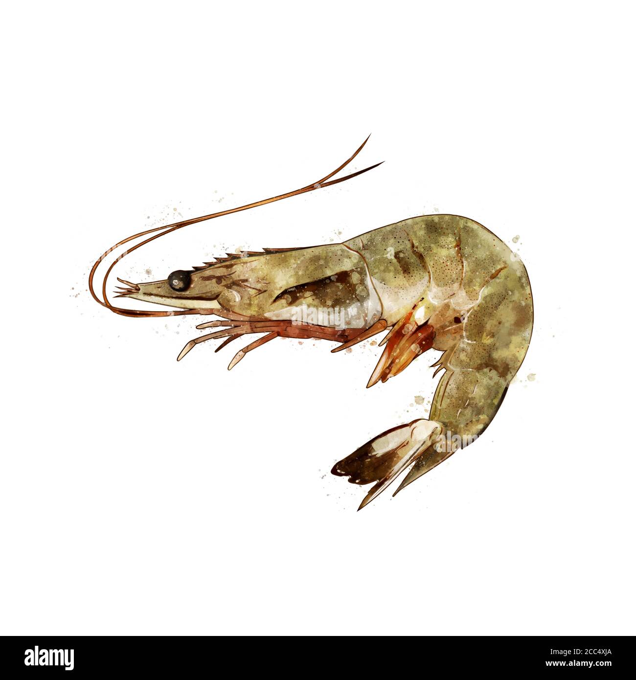 Shrimp, watercolor isolated illustration of a crustacean Stock Photo ...