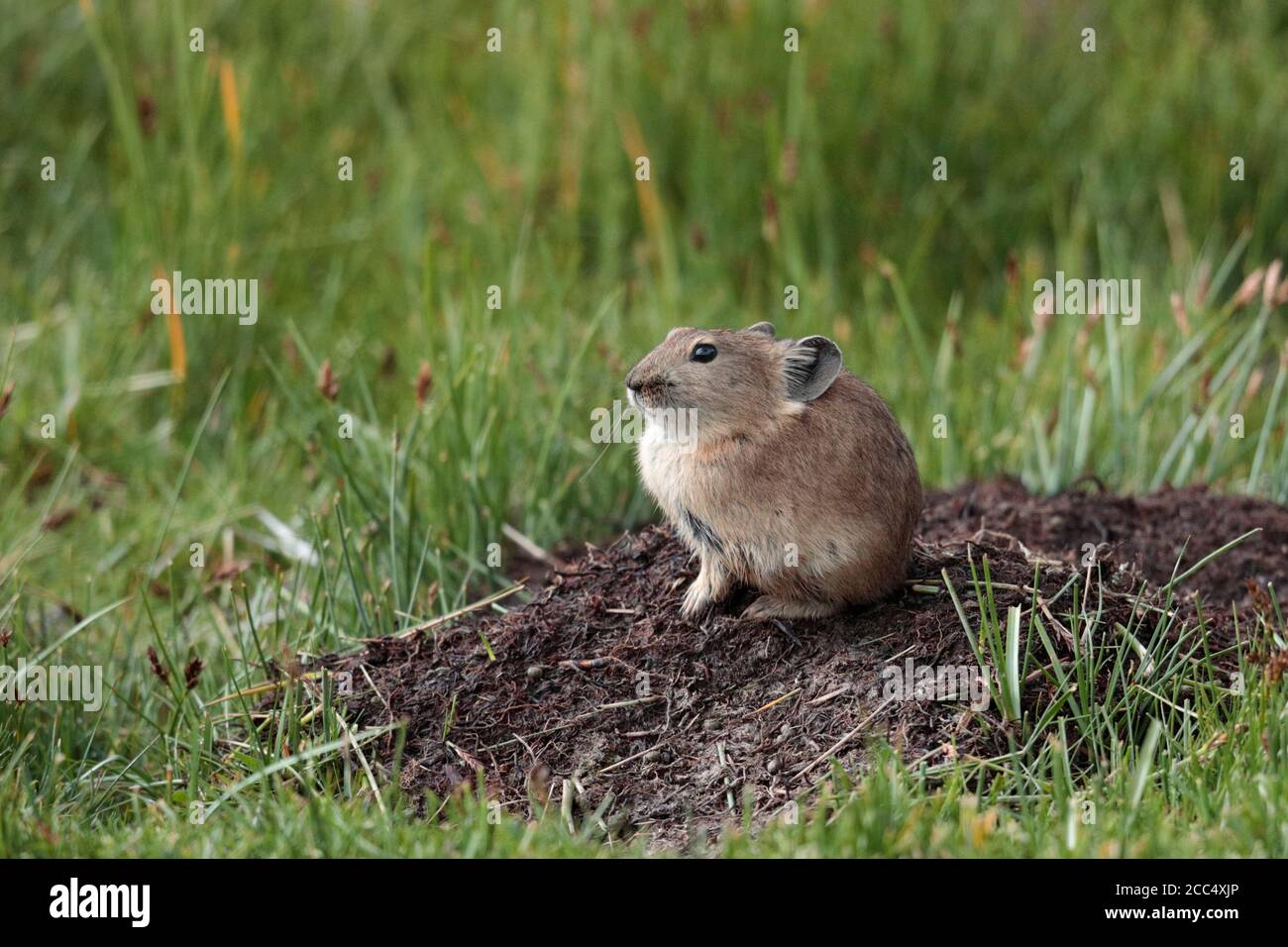 Tibetan plateau birding hi-res stock photography and images - Alamy