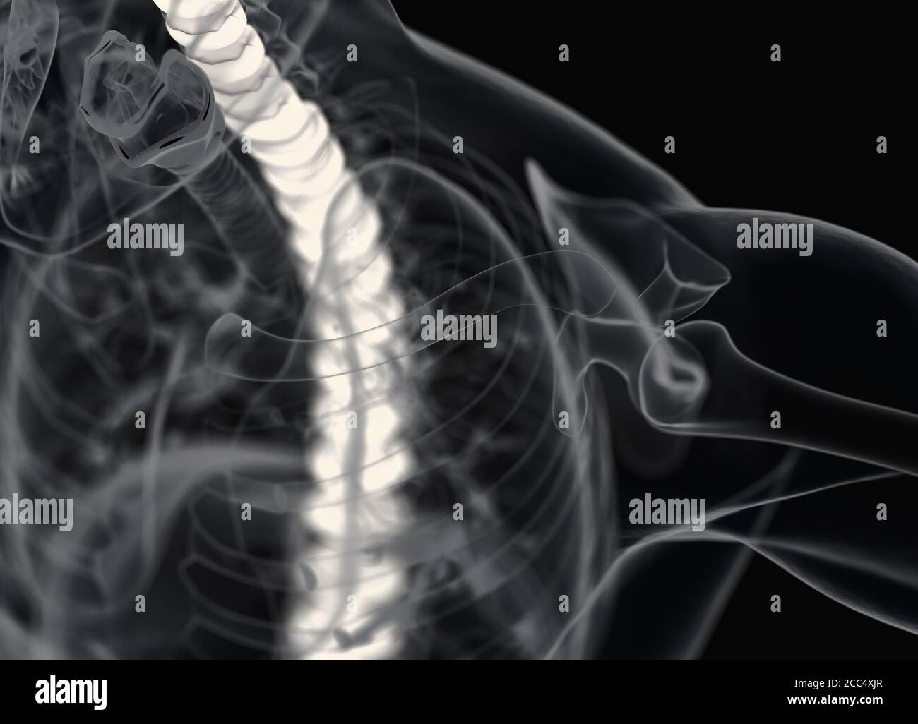 Anatomy illustration of human spine discs. 3d illustration Stock Photo ...