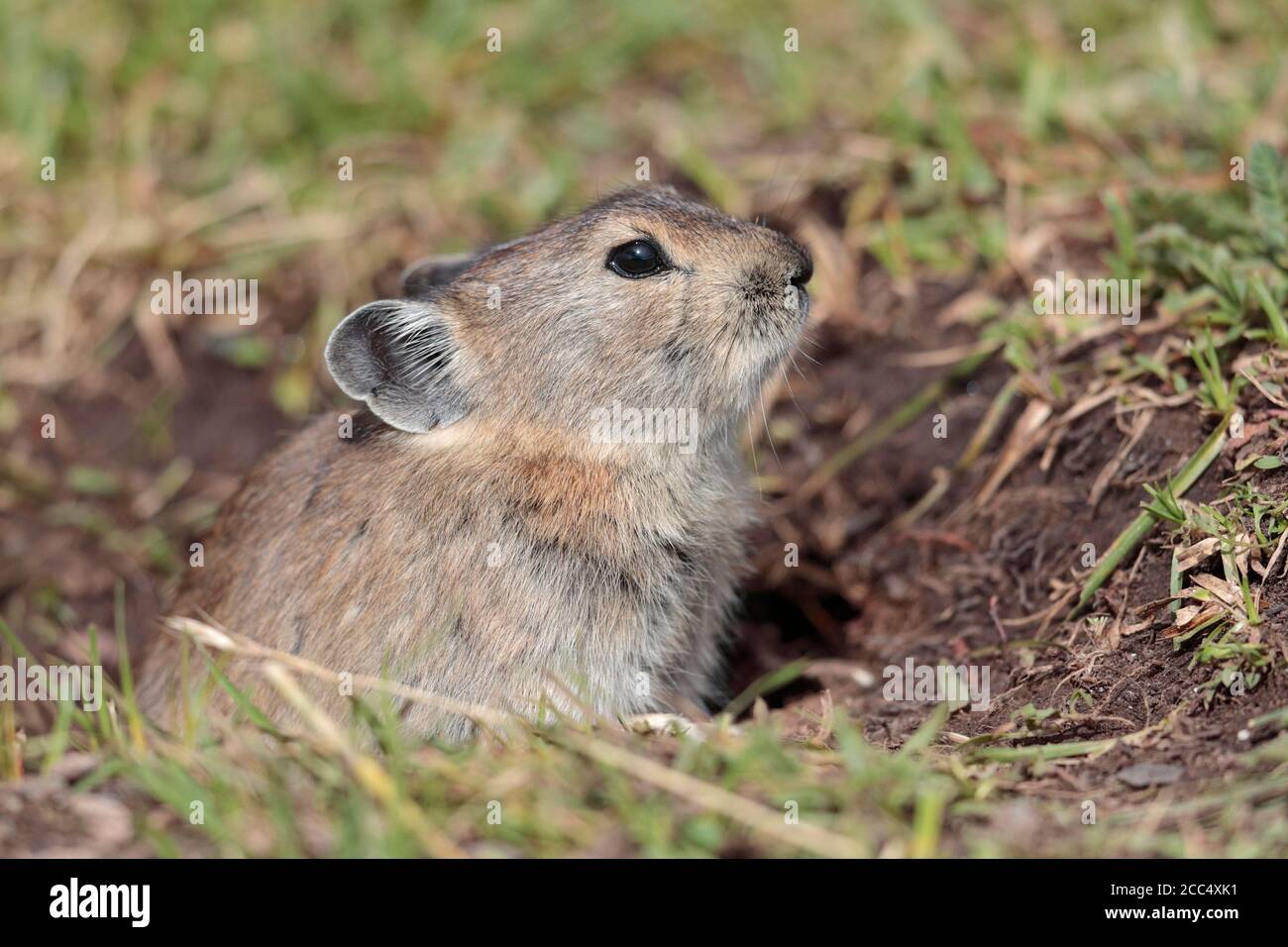 Plateau Pika (Ochotona curzoniae), side view of head, near Yushu, south ...