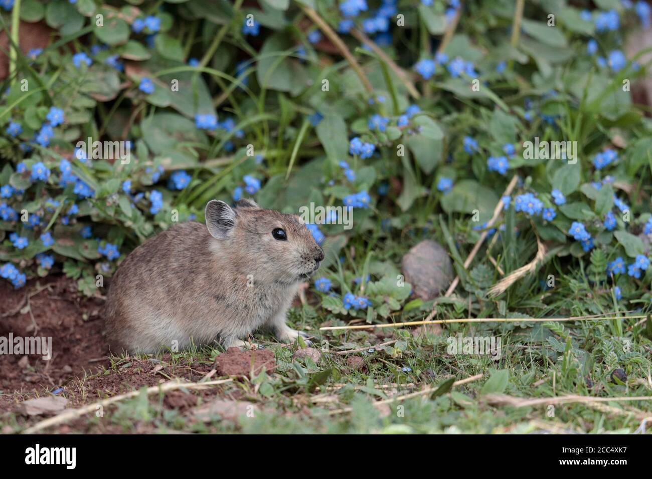 Tibetan plateau birding hi-res stock photography and images - Alamy