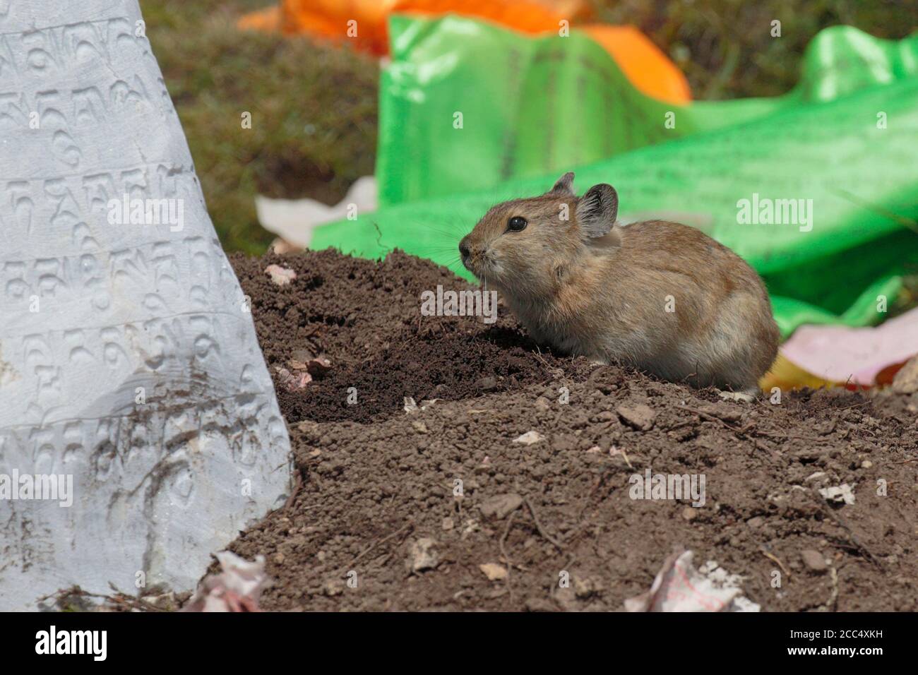Prayer flags and qinghai tibet plateau hi-res stock photography and ...