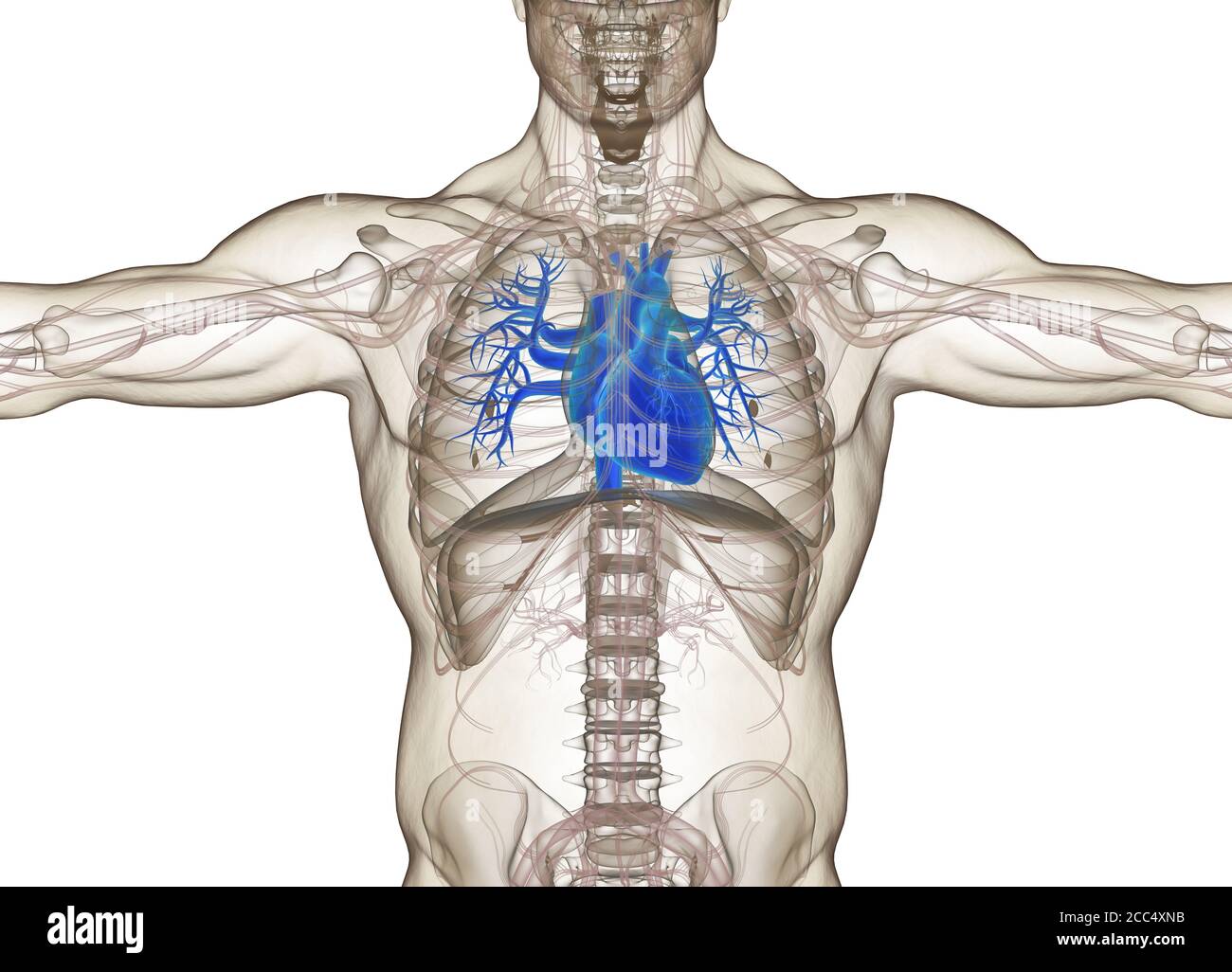 Human heart inside body. Anatomy. 3d illustration Stock Photo - Alamy