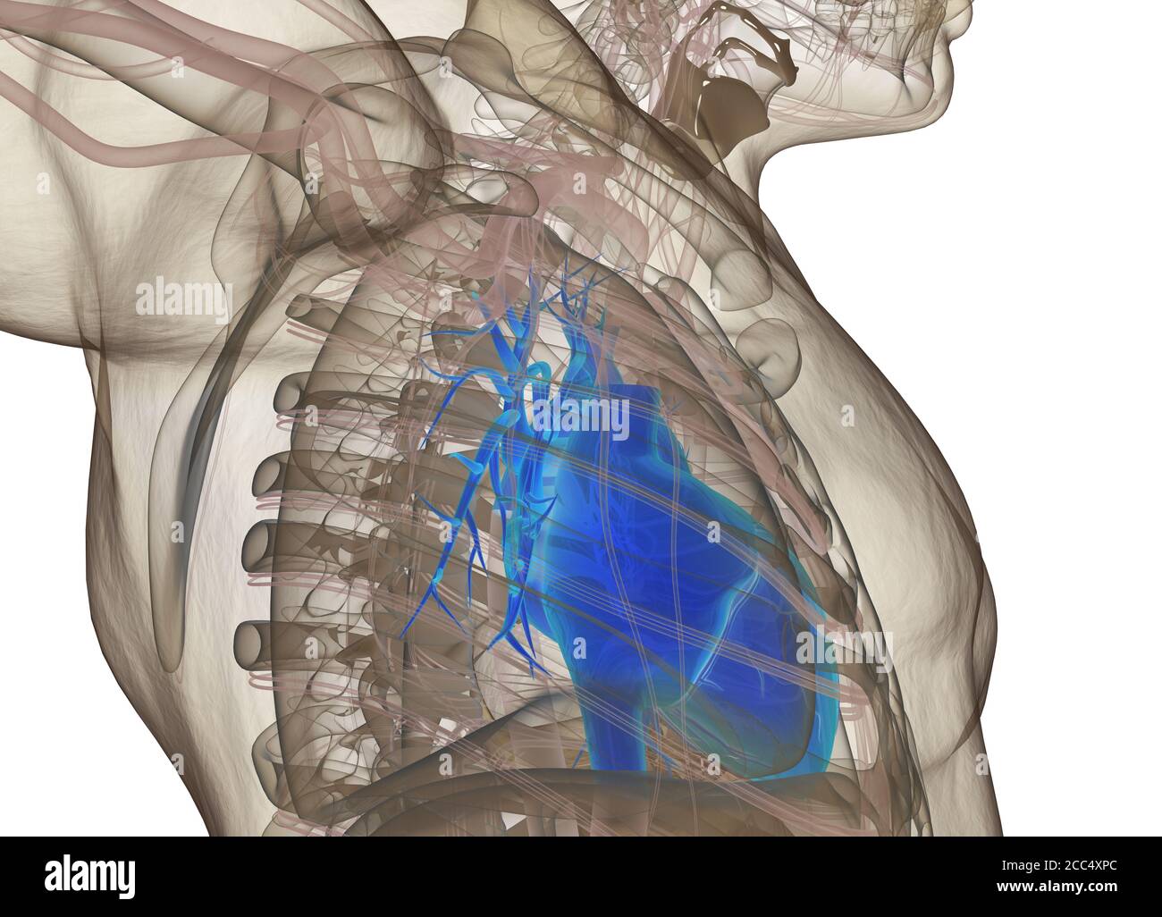 Human heart inside body. Anatomy. 3d illustration Stock Photo - Alamy