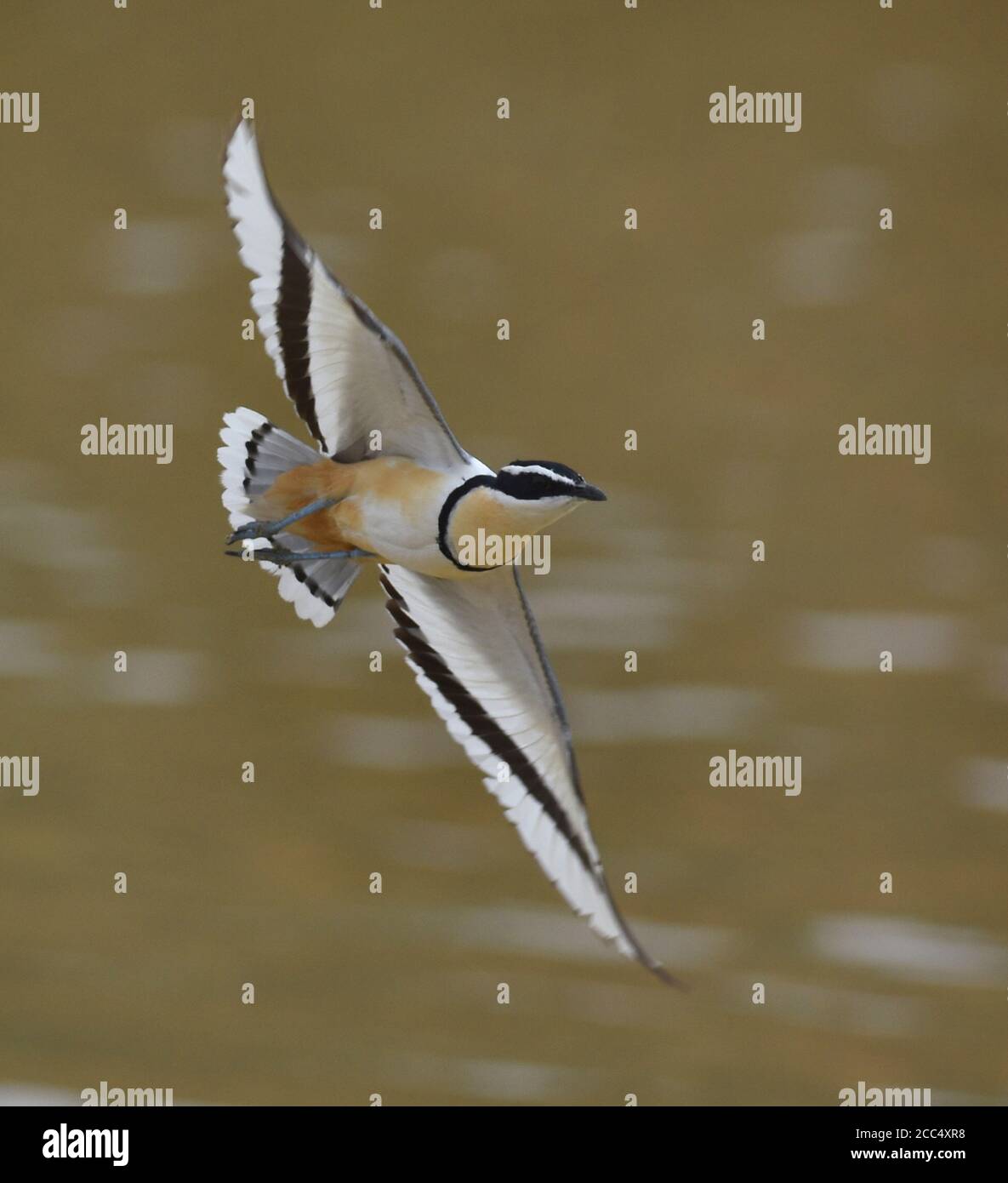 Ghana bird hi-res stock photography and images - Alamy