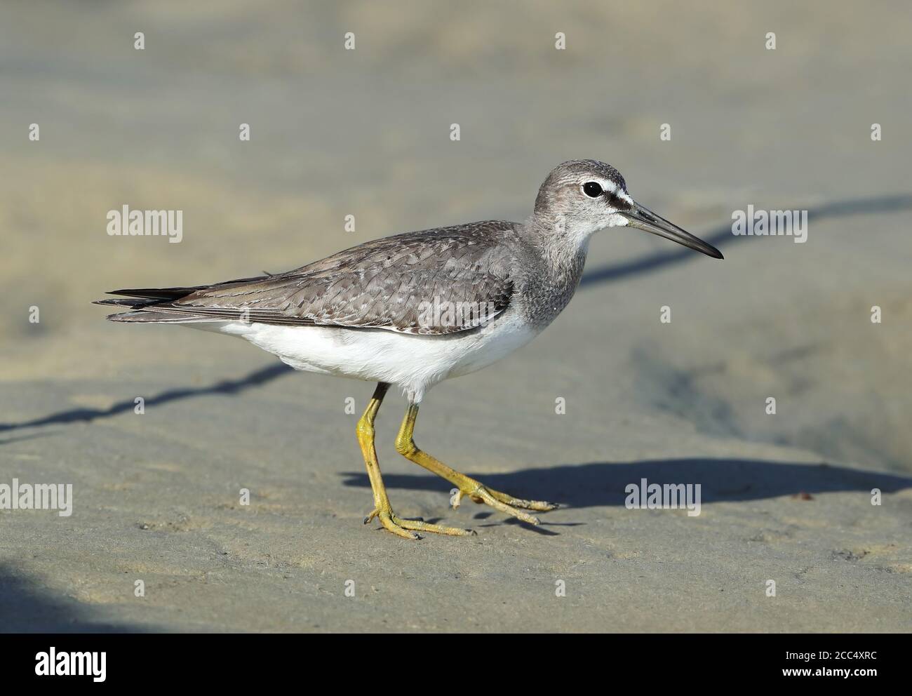 grey-tailed tattler, Polynesian tattler (Tringa brevipes, Heteroscelus ...