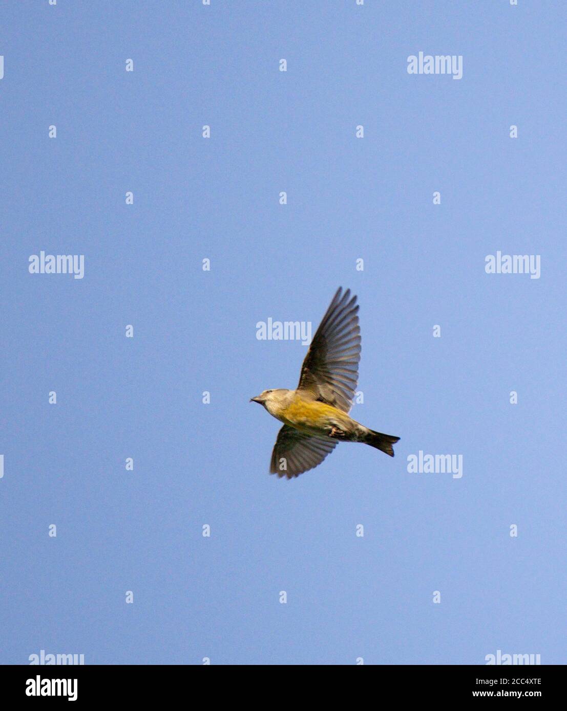 red crossbill (Loxia curvirostra), during autumn migration, Netherlands ...