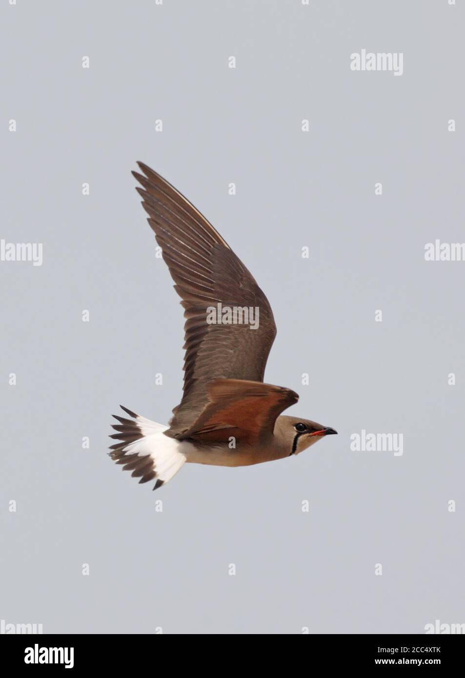 Asian waders hi-res stock photography and images - Alamy