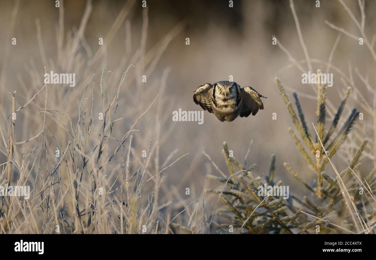 northern hawk owl (Surnia ulula), in hunting flight in the second ...