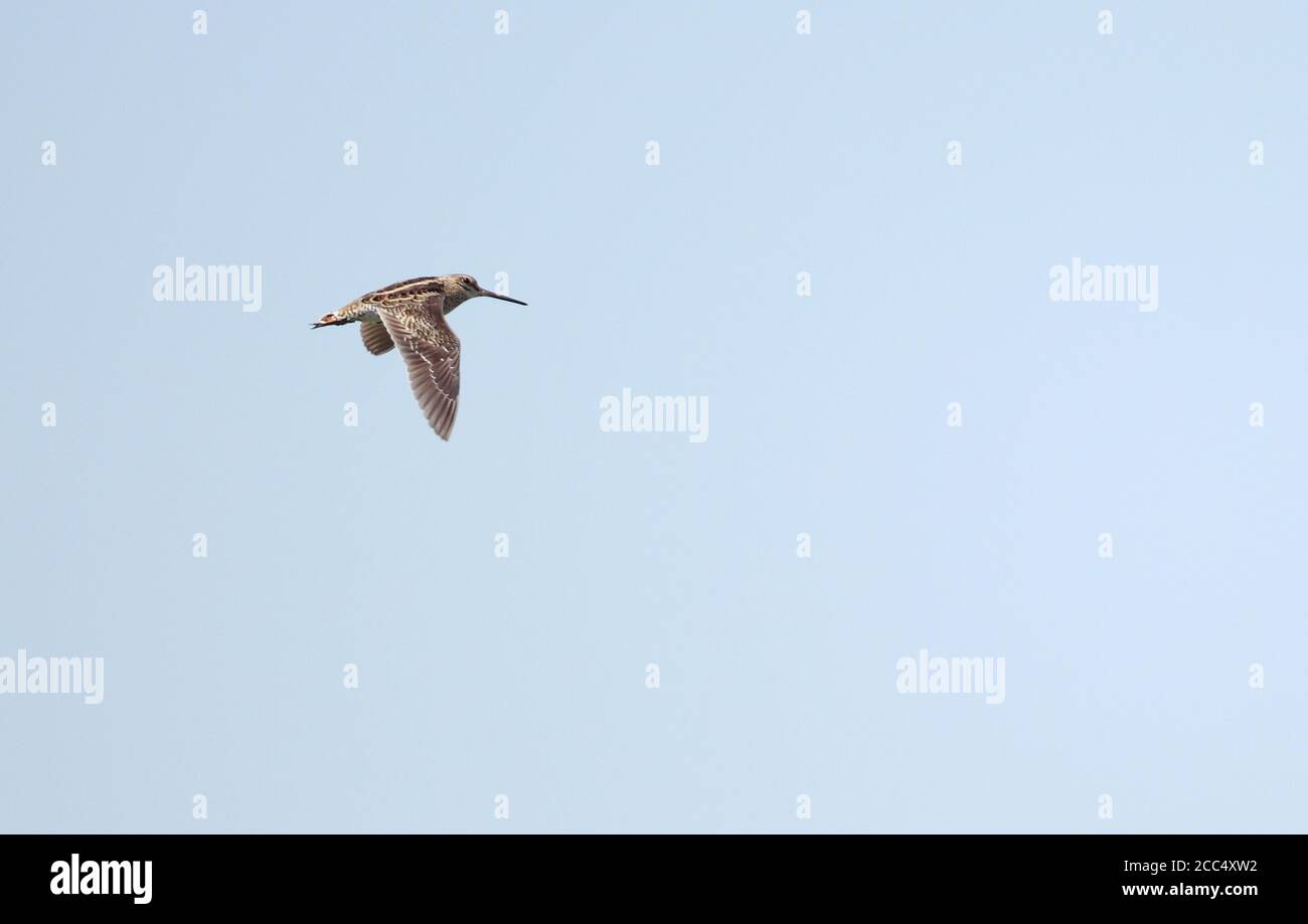 pintail snipe (Gallinago stenura), in flight, showing upper wing ...