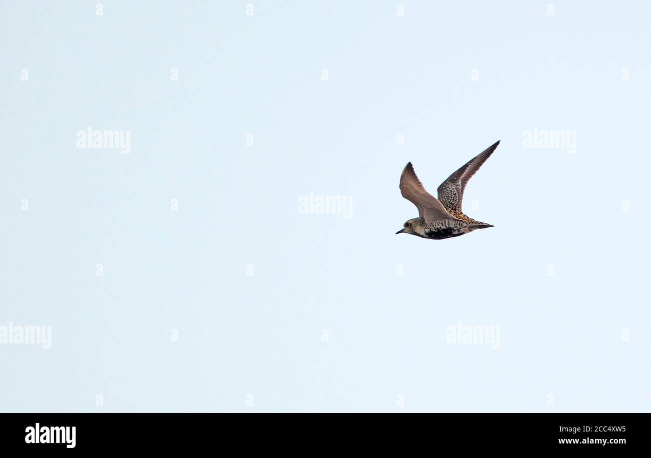 Pacific golden plover (Pluvialis fulva), in flight, side view, Thailand ...