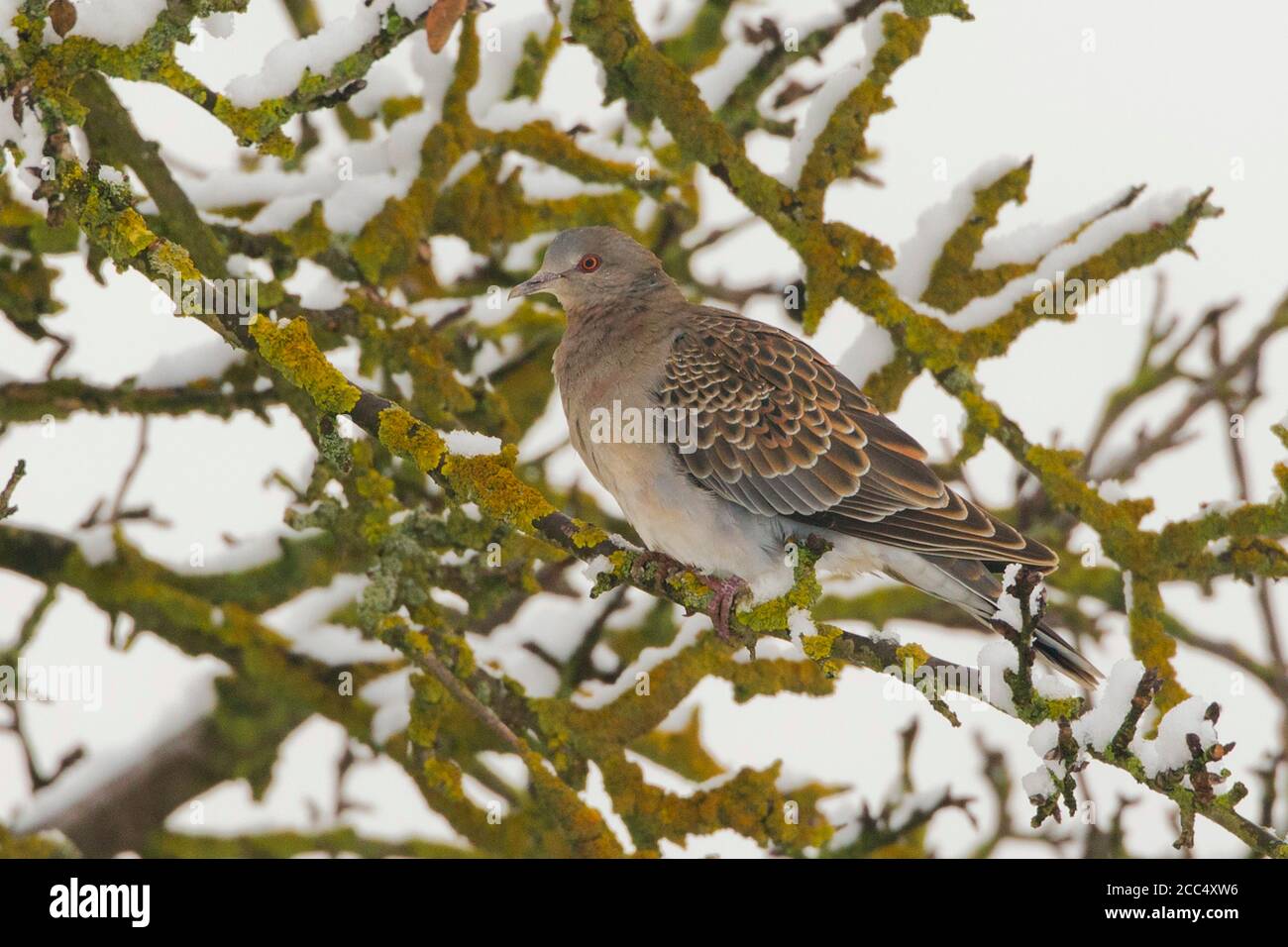 Western turtle dove (Streptopelia orientalis meena, Streptopelia meena ...