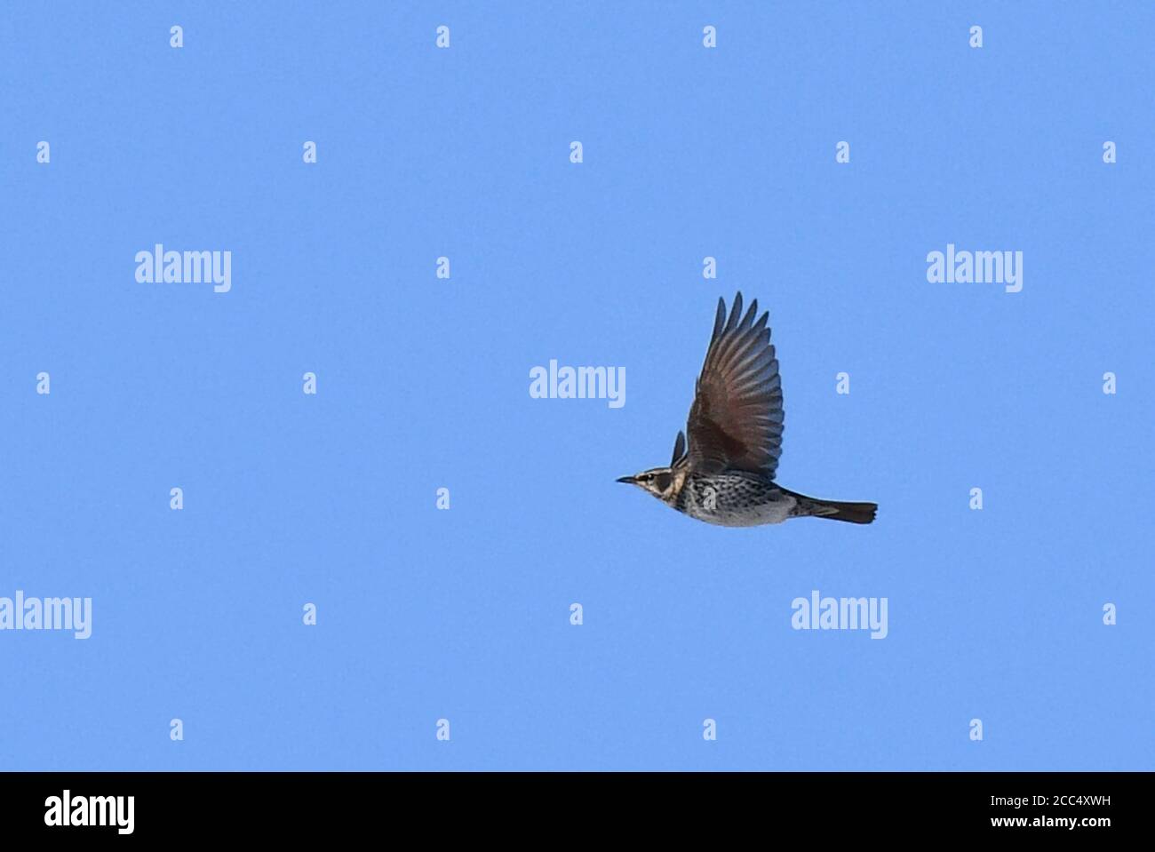 Dusky Thrush (Turdus eunomus), in flight, Japan Stock Photo - Alamy