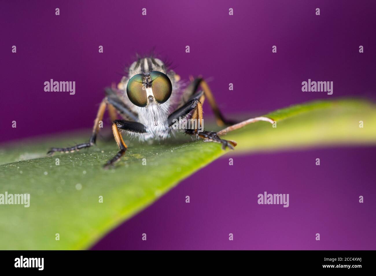 Common awl robberflies hi-res stock photography and images - Alamy