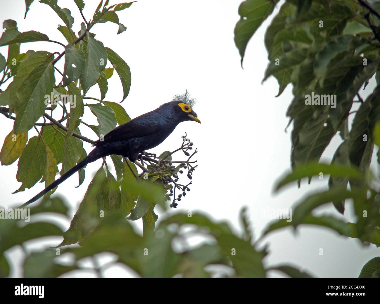 Mount Apo starling, Mount apo king starling, Apo myna (Basilornis ...