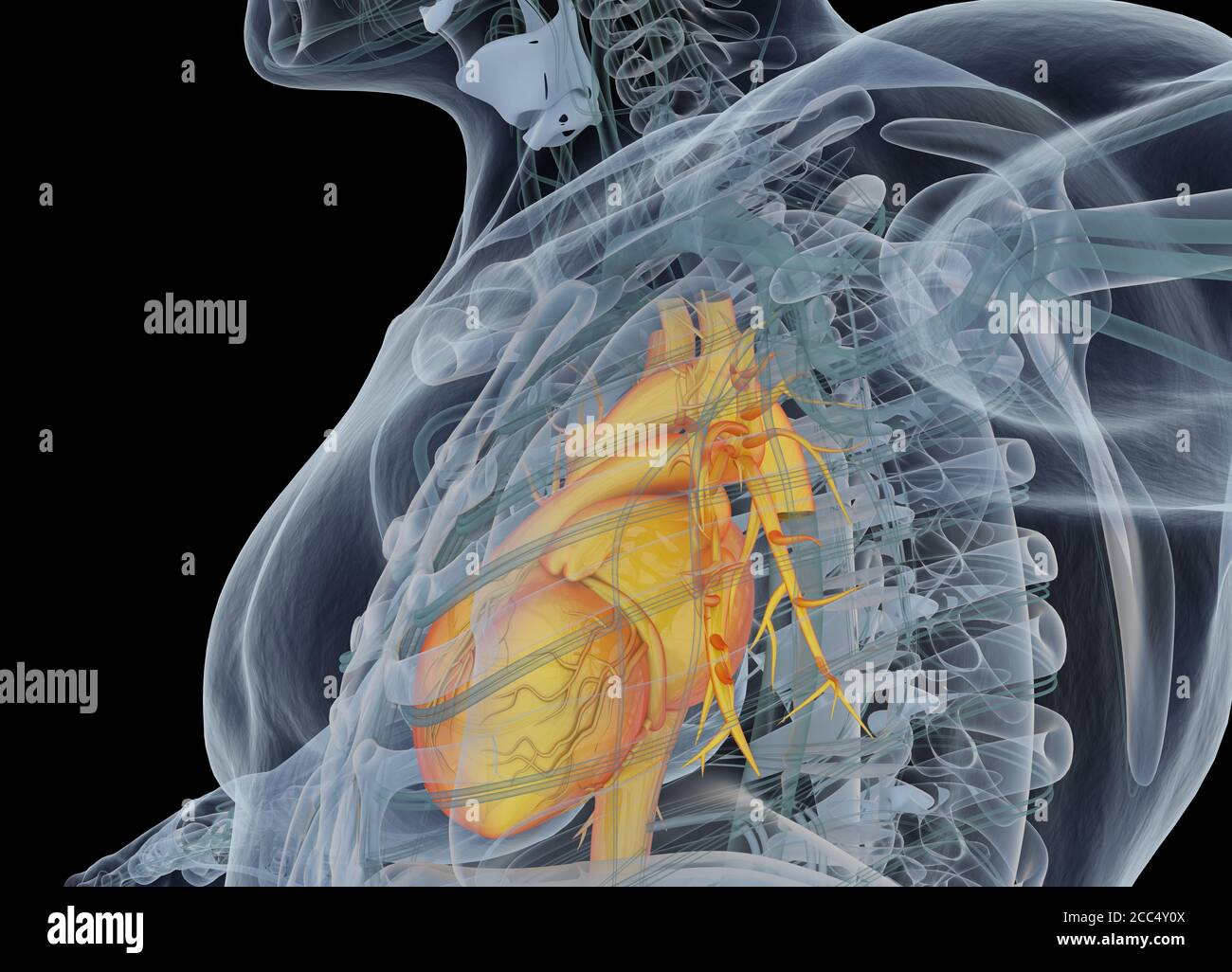 Human heart inside body. Anatomy. 3d illustration Stock Photo - Alamy
