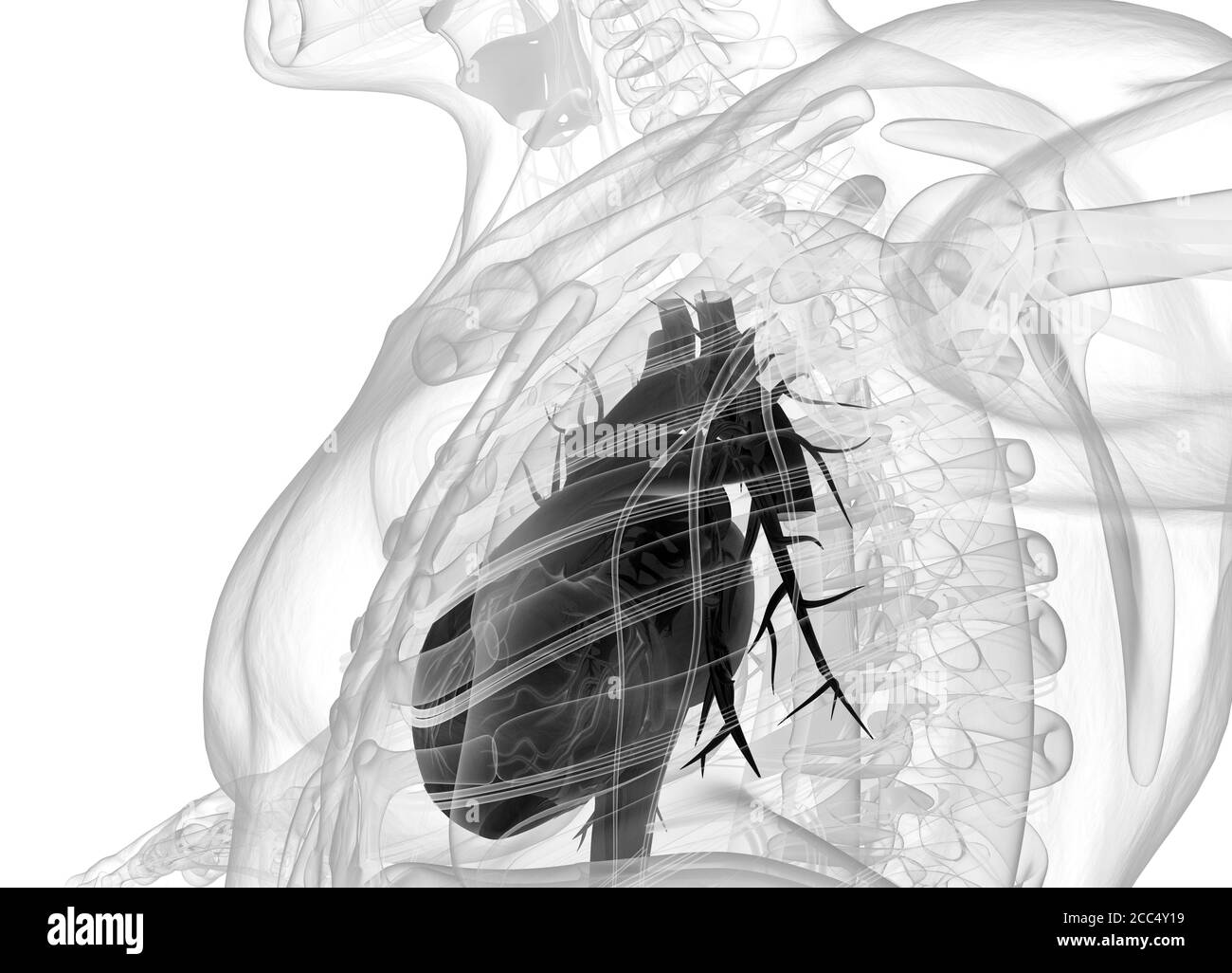 Human heart inside body. Anatomy. 3d illustration Stock Photo - Alamy