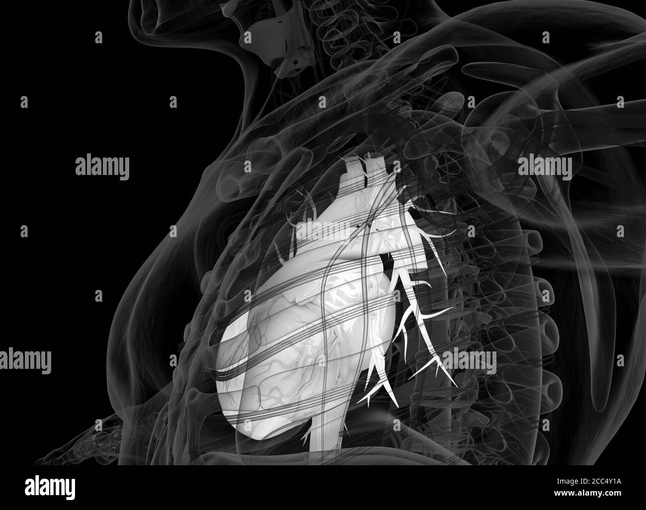 Human heart inside body. Anatomy. 3d illustration Stock Photo - Alamy
