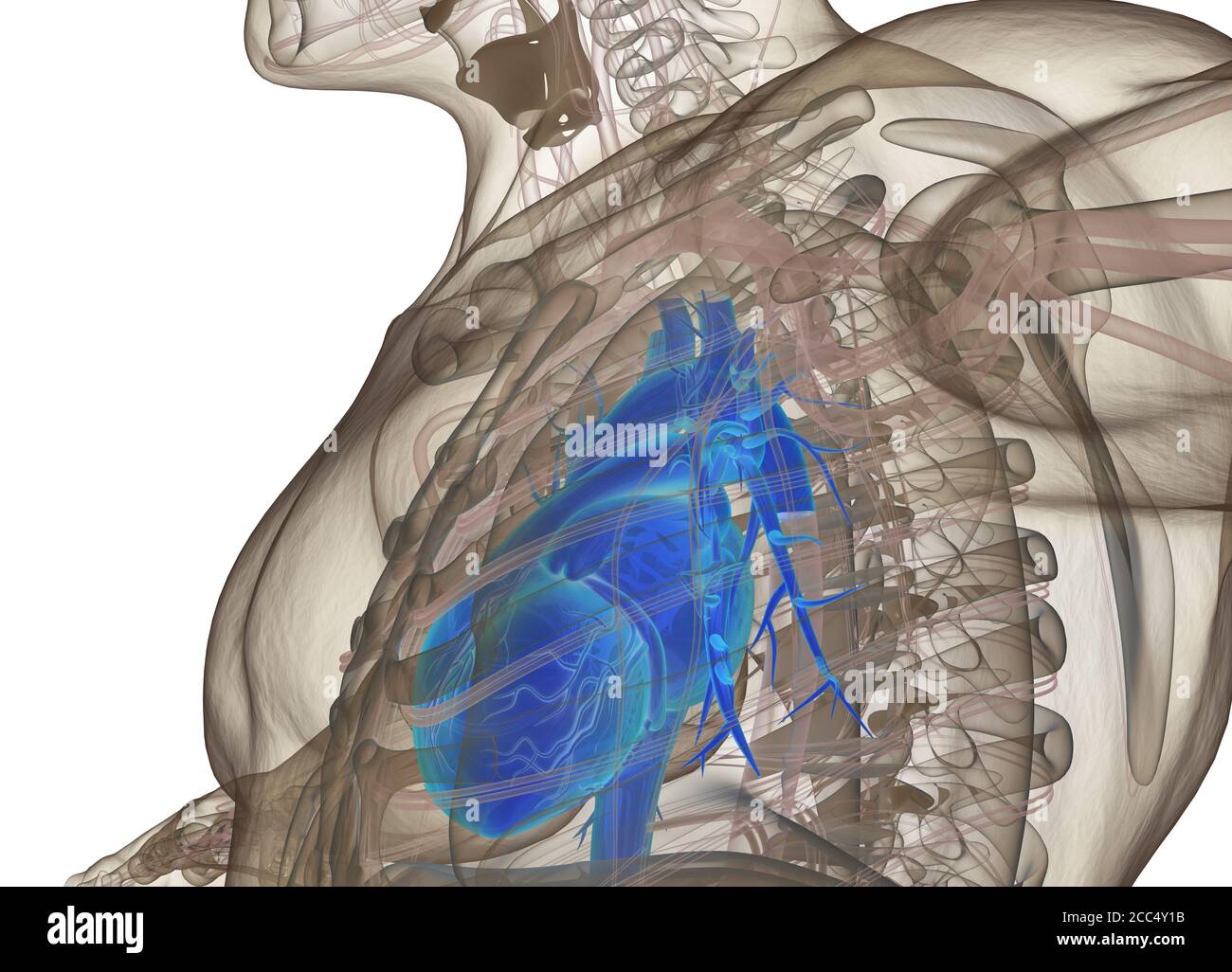 Human heart inside body. Anatomy. 3d illustration Stock Photo - Alamy