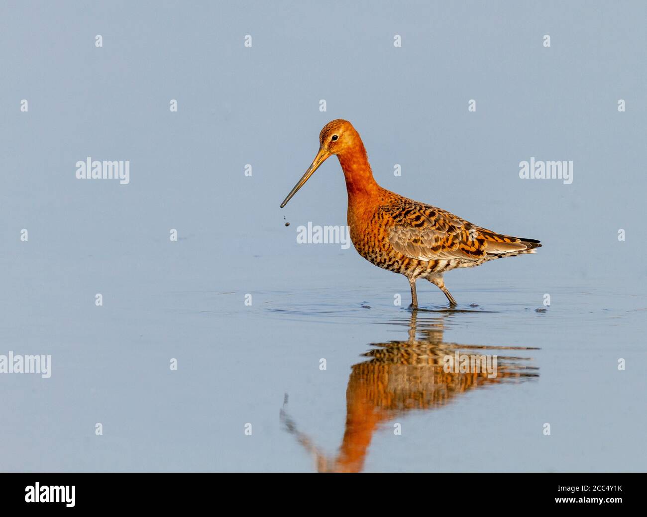 Limosa limosa islandica in breeding plumage hi-res stock photography ...