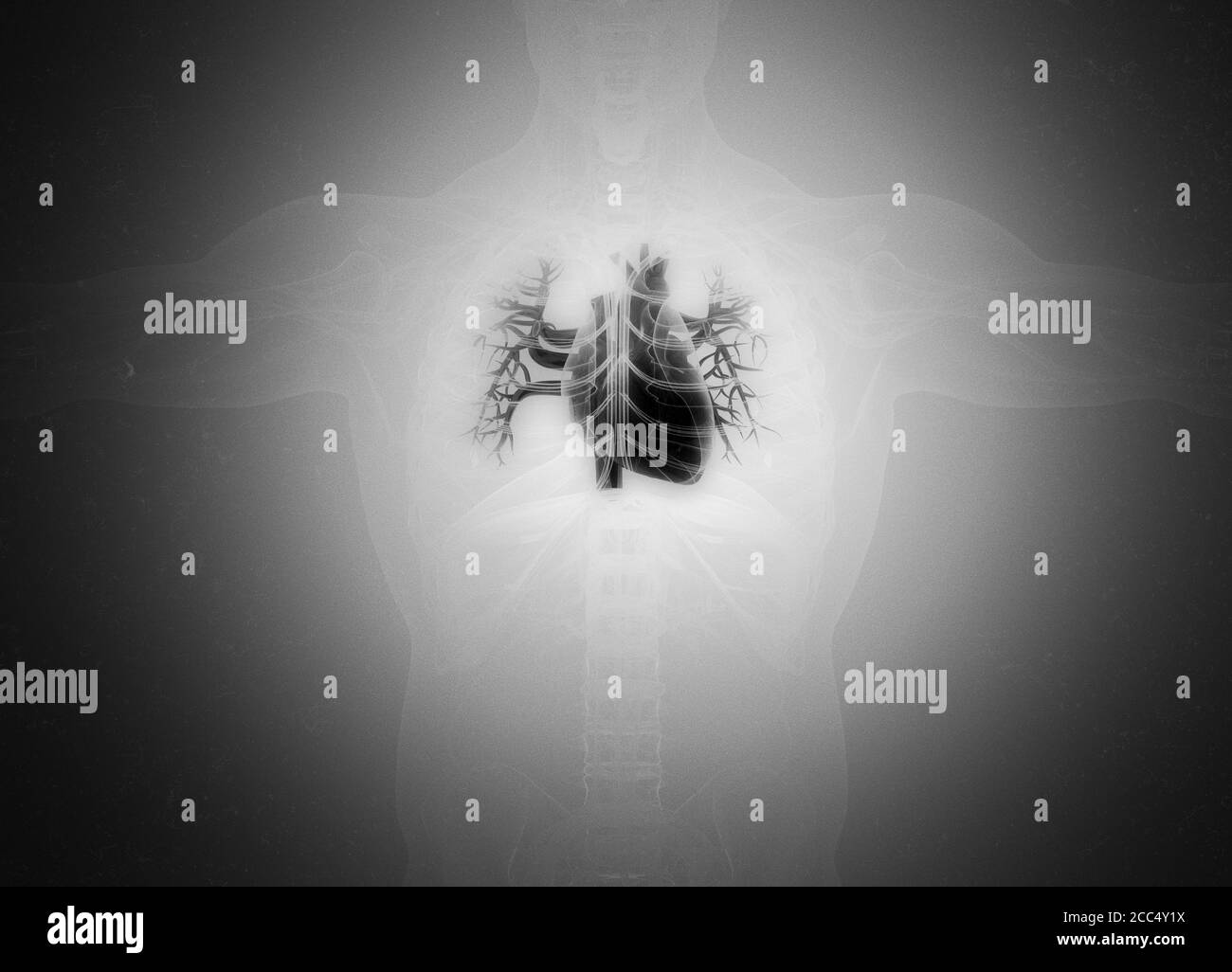 Human heart inside body. Anatomy. 3d illustration Stock Photo - Alamy