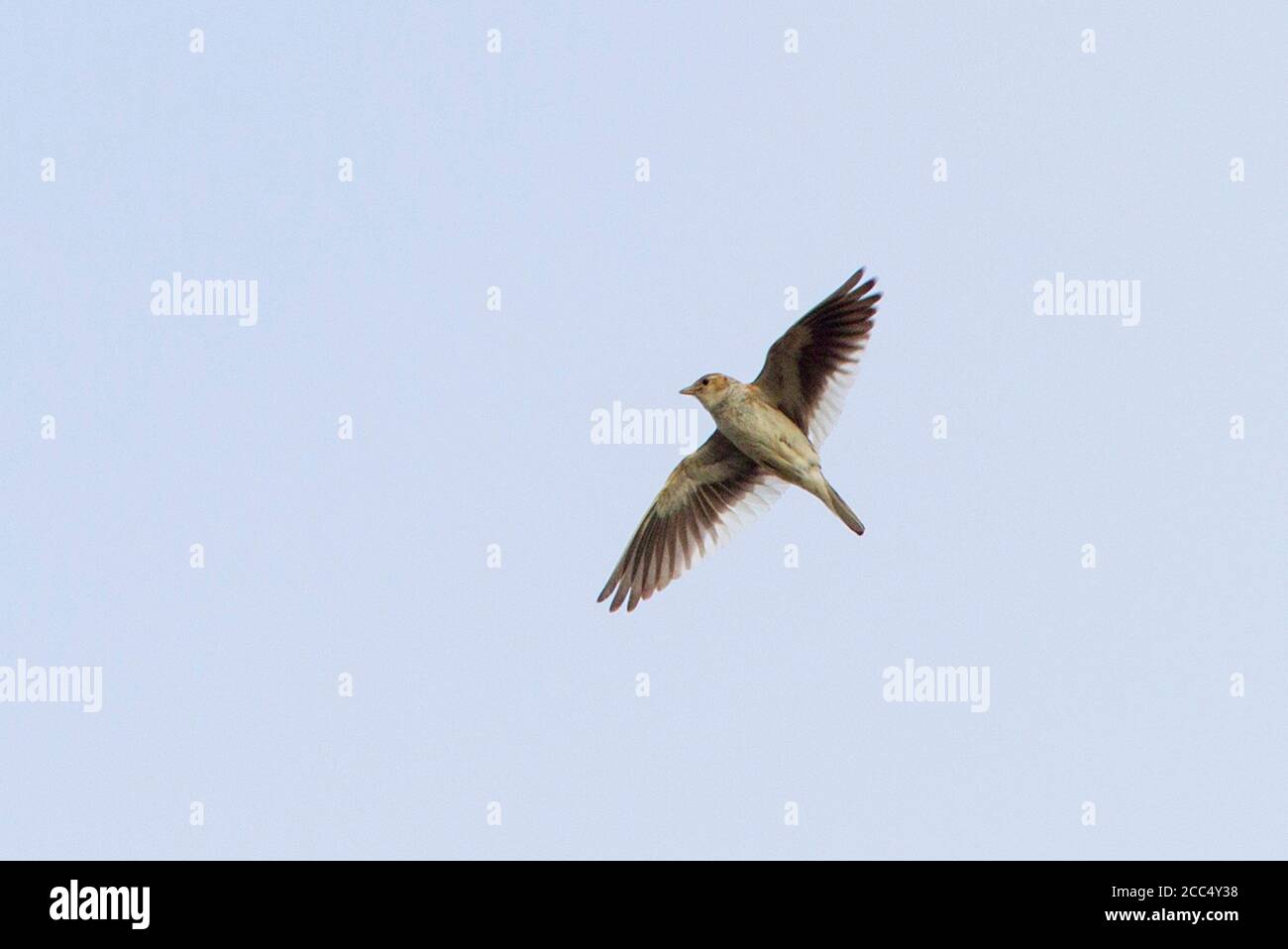 white-winged lark (Alauda leucoptera, Melanocorypha leucoptera ...