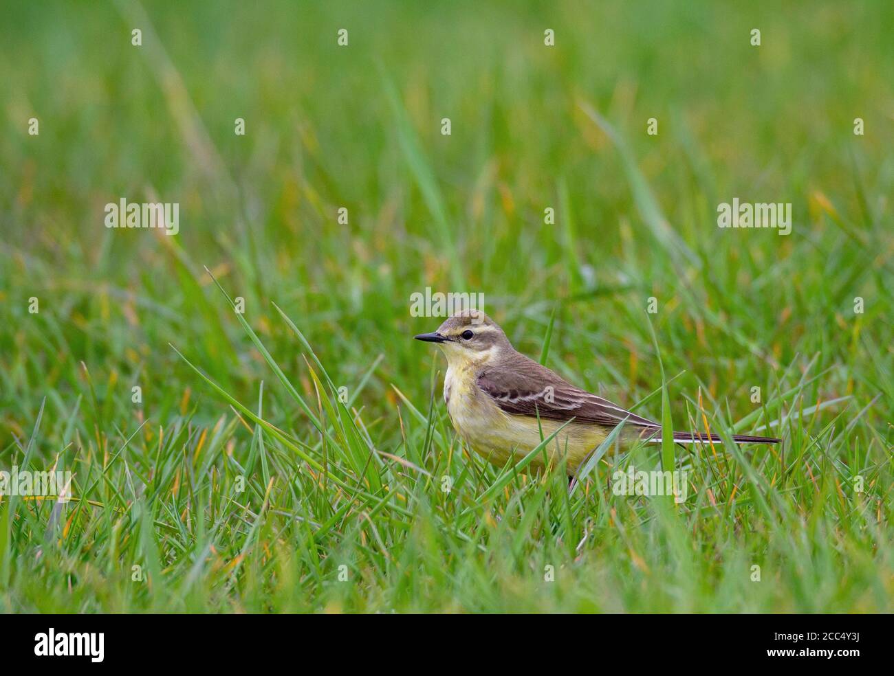 Yellow crowned wagtails hi-res stock photography and images - Alamy