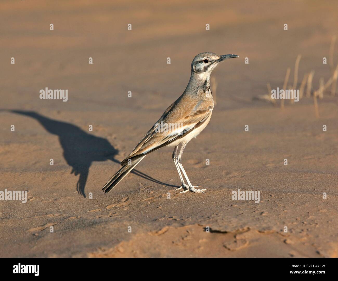 Greater hoopoe lark, Greater bifasciated lark (Alaemon alaudipes ...