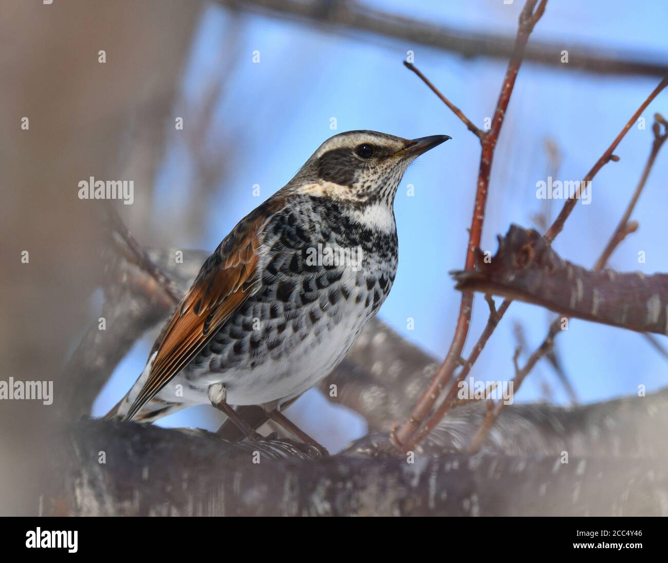 Dusky thrushes hi-res stock photography and images - Alamy