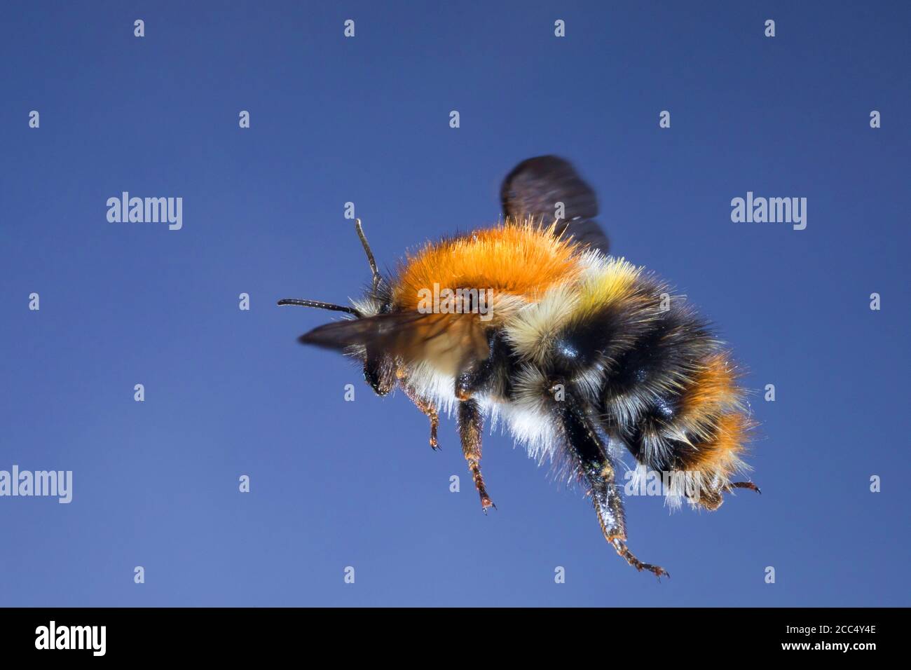 Abejorro volando hi-res stock photography and images - Alamy