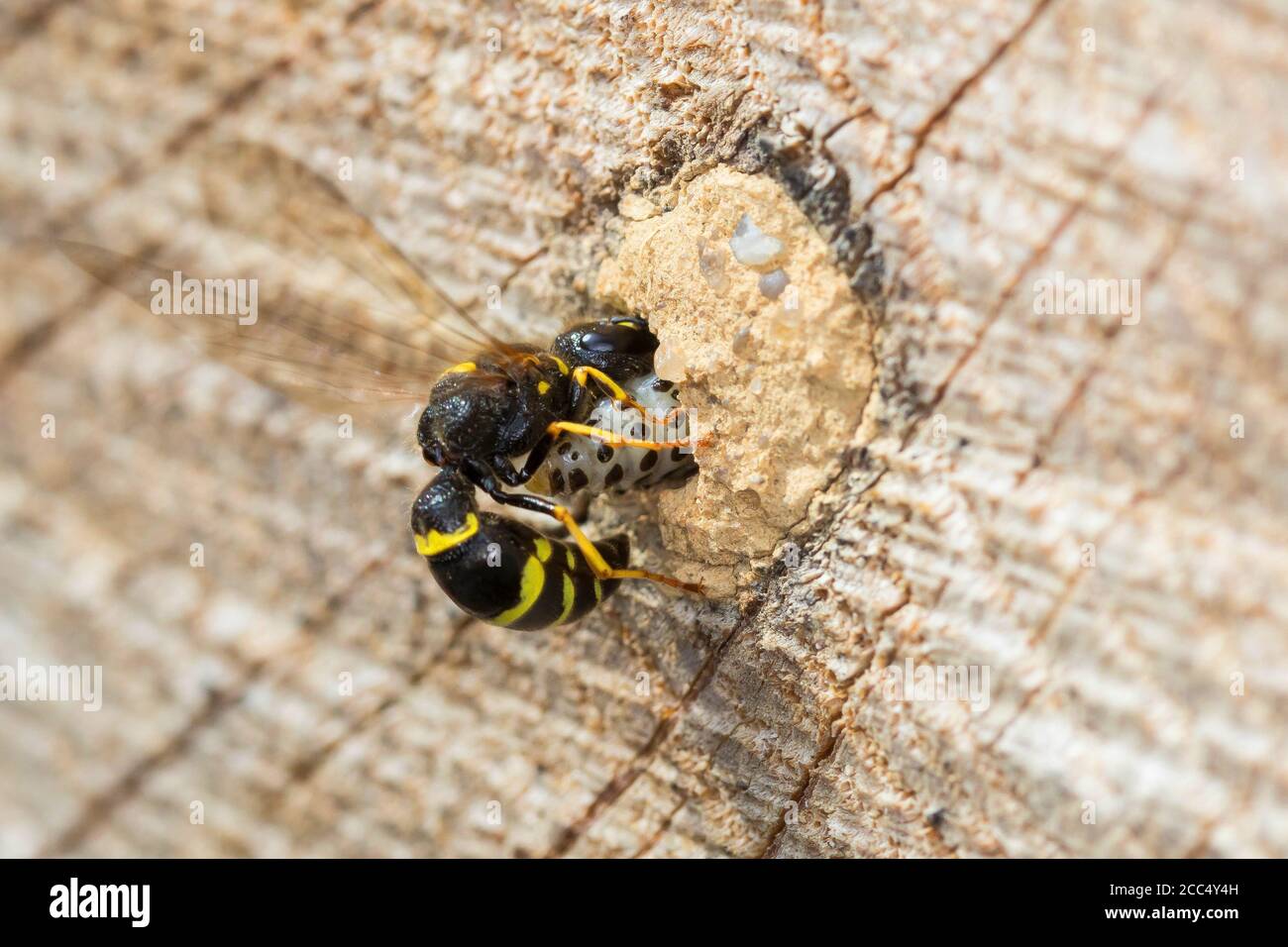 Potter wasp (Symmorphus murarius), female with caught beetle larva ...