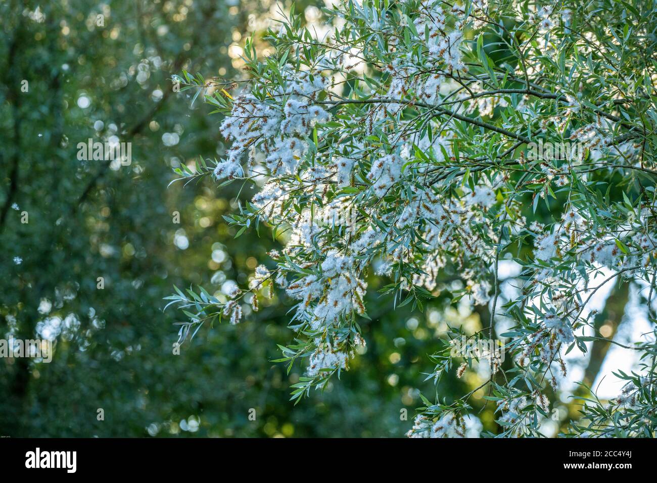 White willow tree hi-res stock photography and images - Alamy