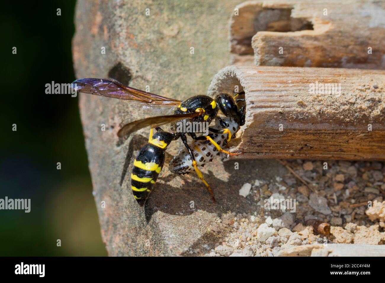 Potter wasp (Symmorphus murarius), female with caught beetle larva ...