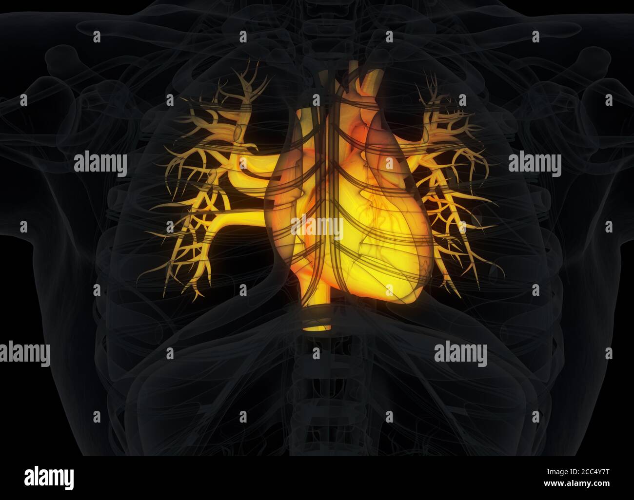 Human heart inside body. Anatomy. 3d illustration Stock Photo - Alamy