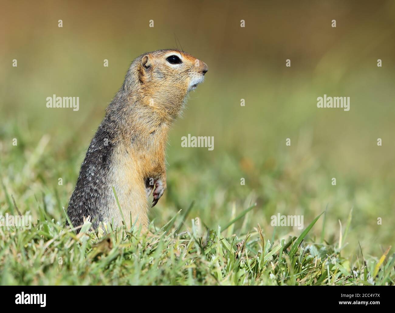 Long tailed ground squirrel hi-res stock photography and images - Alamy