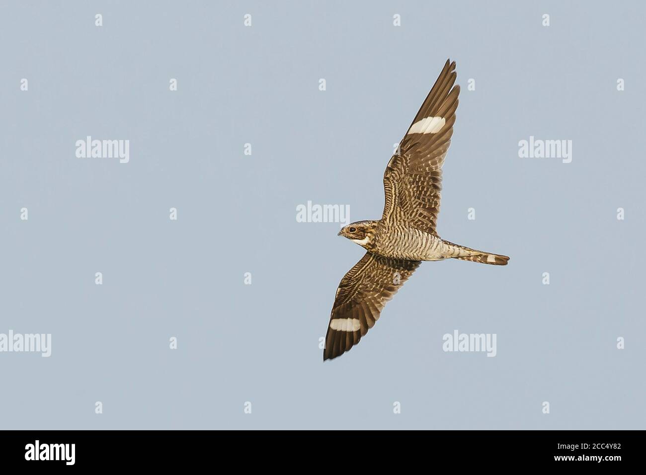 common nighthawk (Chordeiles minor), Adult male in flight during ...