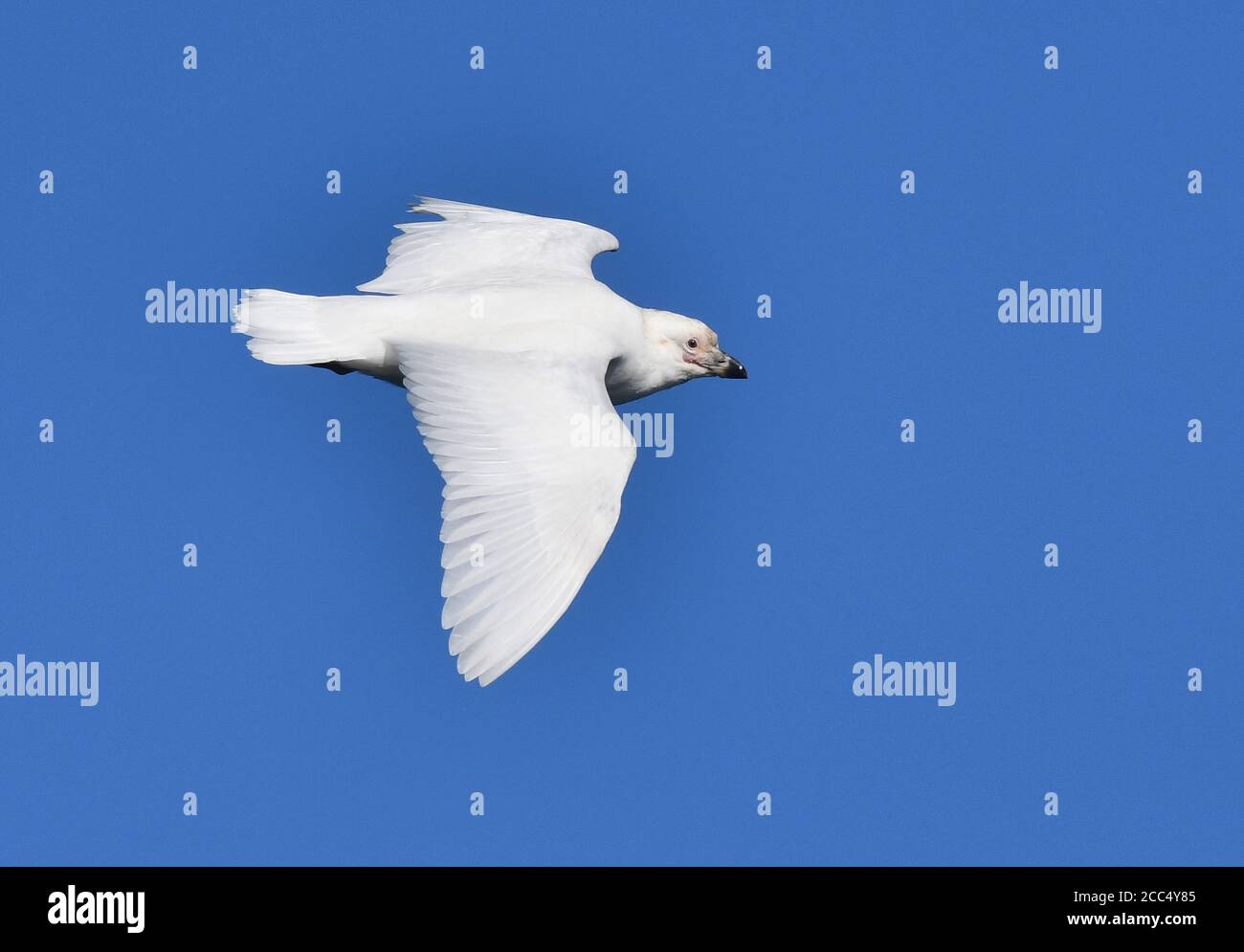 Snowy Sheathbill, Pale-faced sheathbill, Paddy, Greater sheathbill ...