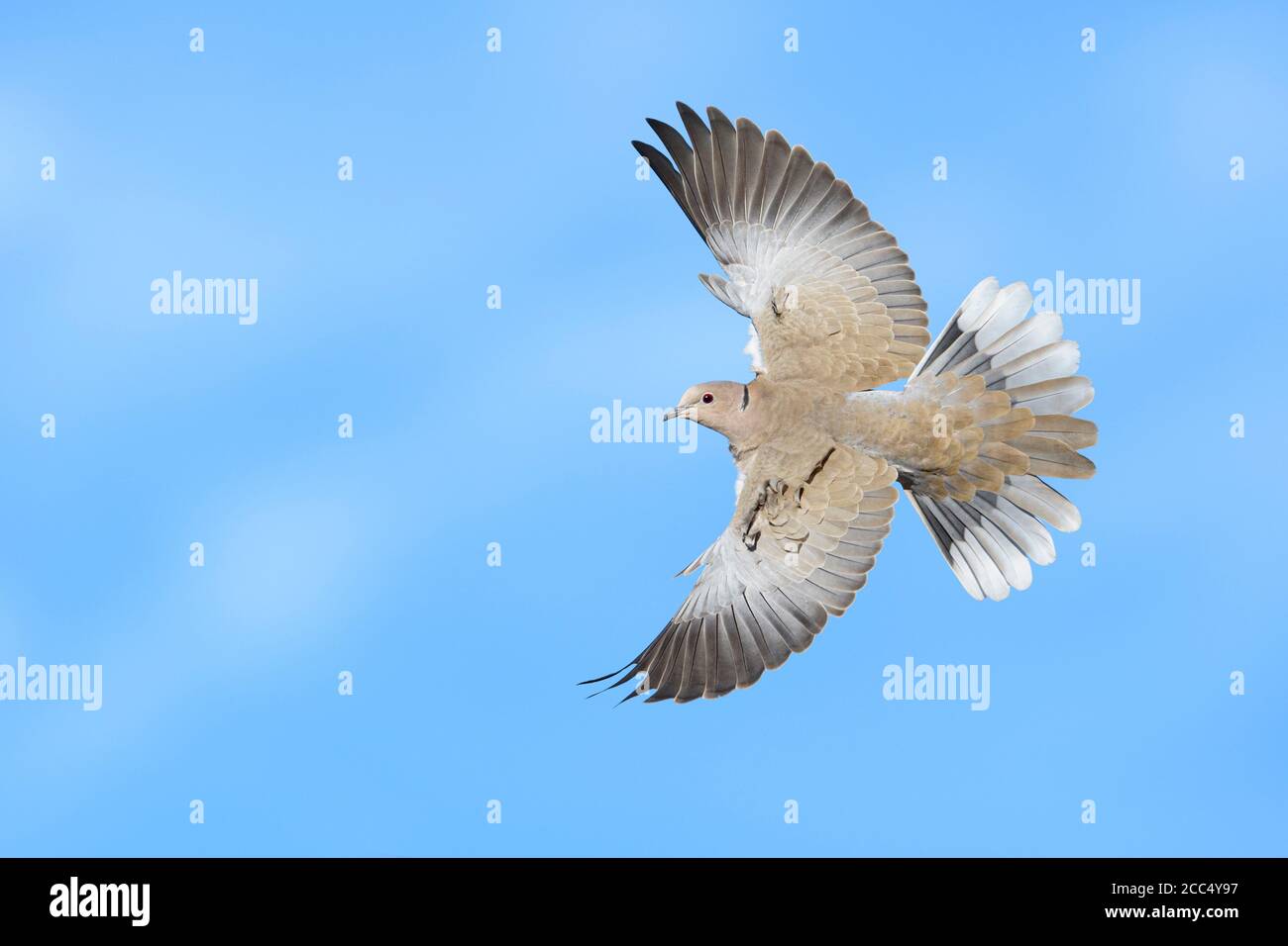 Collared dove flying flight hi-res stock photography and images - Alamy