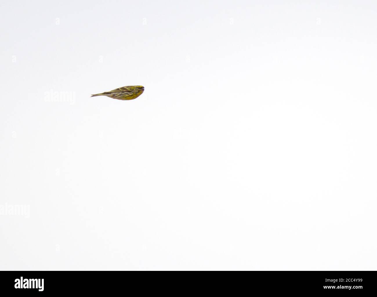 European serin (Serinus serinus), in flight, Netherlands Stock Photo ...
