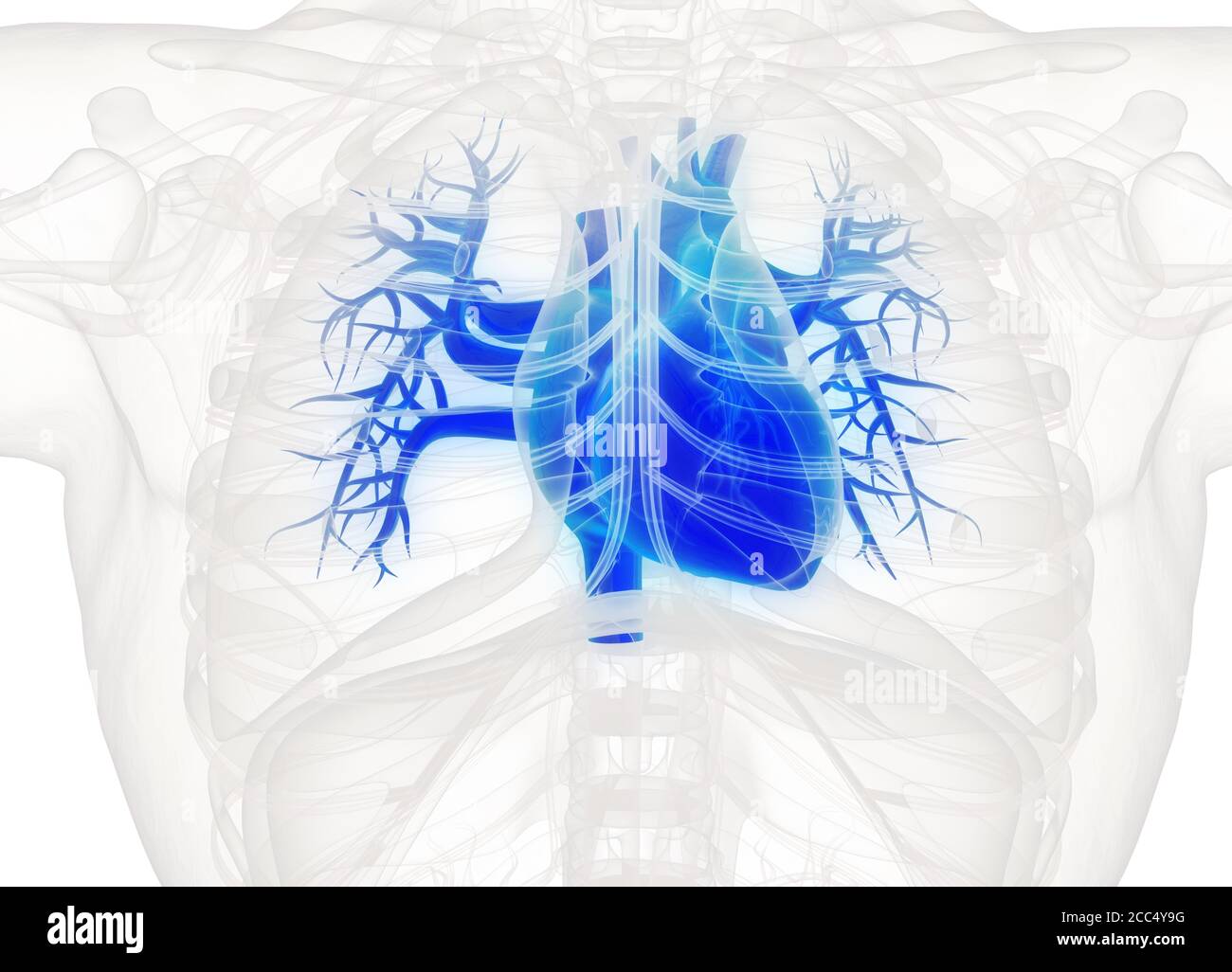 Human heart inside body. Anatomy. 3d illustration Stock Photo - Alamy