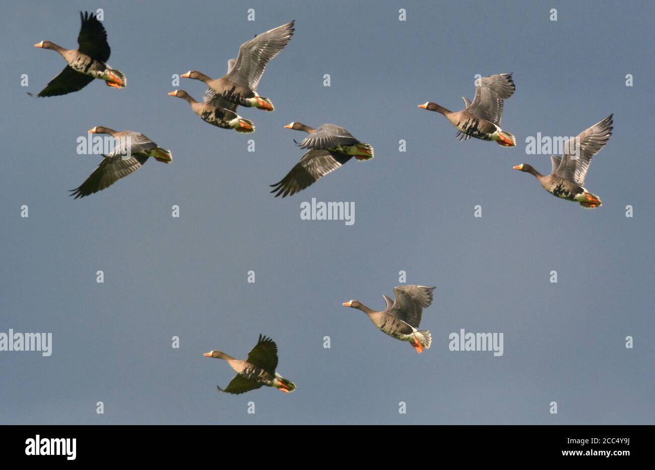 Greenland White-fronted Goose (Anser albifrons flavirostris, Anser ...